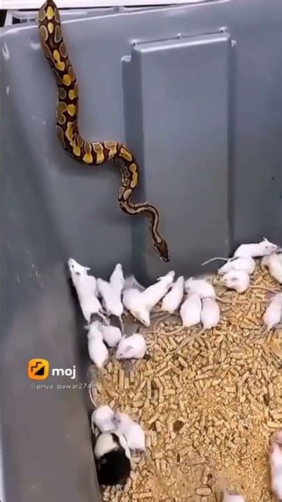 Python Viralvideo Shors Youtube