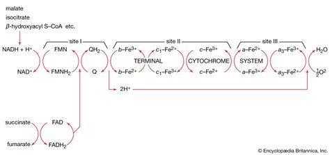 Metabolism Incomplete Oxidation Energy Production Enzymes Britannica