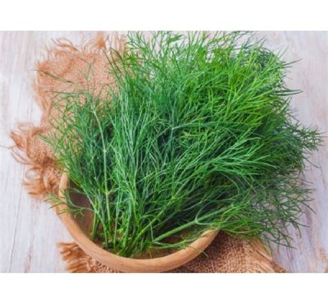 Семена за копър Традиционен местен сорт Студоустойчив Целогодишен