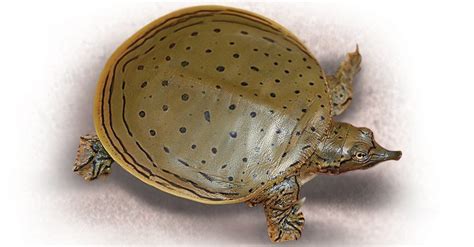 Spiny Softshell Turtle Sawan Books