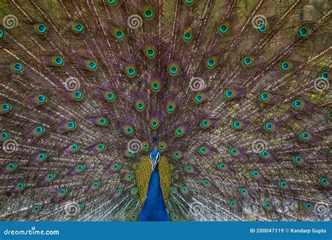 Indian Male Peacock Dancing Display Stock Image Image Of Nature