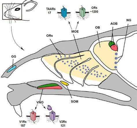 Mouse Olfactory System