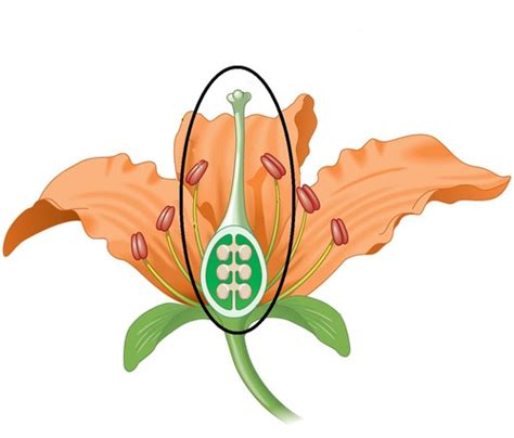 Science Plant Life Cycle Flashcards Quizlet