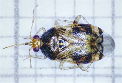 Deraeocoris Lutescens Naturespot