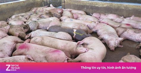 100 Con Heo Bị Lở Mồm Long Móng Trong Lò Mổ ở Sài Gòn Xã Hội Znewsvn