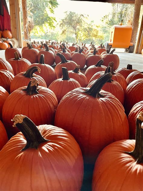 Camp Fontanelles Split Oak Hollow Corn Maze And Pumpkin Patch Thank