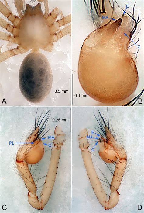 Leptonetela Liuguan Sp Nov Holotype Male A Habitus Dorsal View B