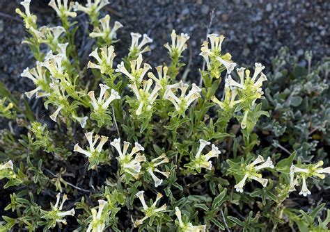 Hot Rock Penstemon Penstemon Deustus Photograph By Bob Gibbons