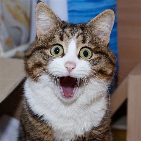 20 Divertidas Imágenes De Las Caras Que Pone Un Gato Que Se Ha Hecho