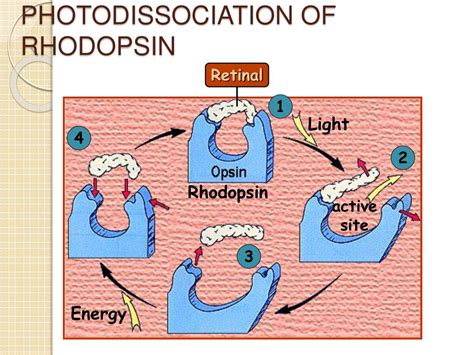 Ppt The Eye Powerpoint Presentation Free Download Id 1466949
