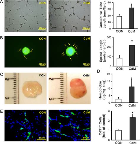 Mesenchymal Stem Cells Release Exosomes That Transfer Mirnas To