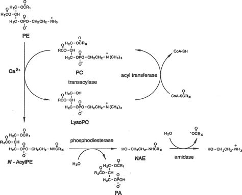 Abbreviated Transacylation Phosphodiesterase Pathway Cardiolipin And