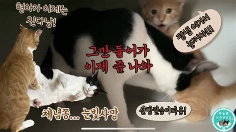이제 그만 들어갈 때도 됐잖아 쫑이형아 나와 그 후 이야기 Youtube