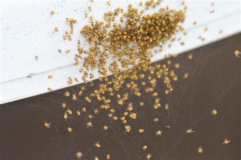 Premium Photo Close Up Of A Spider Nest