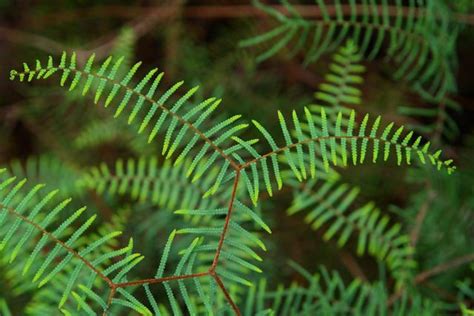 Gleichenia Alchetron The Free Social Encyclopedia