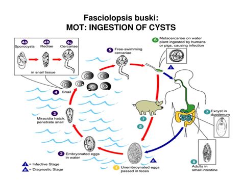 Ppt Trematodes Powerpoint Presentation Free Download Id 3126029