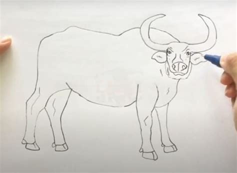 How To Draw A Water Buffalo Step By Step