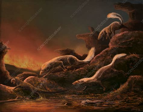 Morganucodon Illustration Stock Image C049 0070 Science Photo