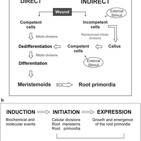 A Anatomical Patterns Of Adventitious Root Development In The Direct