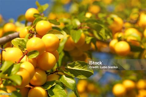 노란 야생 Mirabelle Prune 과일 나무 가지에 성장 미라벨에 대한 스톡 사진 및 기타 이미지 Istock