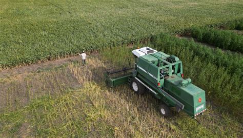Luego De 50 Años Argentina Cosecha Su Primer Cultivo De Cáñamo
