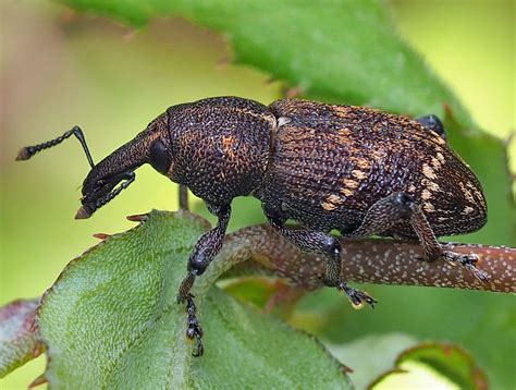 マツアナアキゾウムシ 南大沢昆虫便り