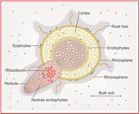 科学网—根瘤菌，内生菌，根瘤内生菌，根表菌，土壤微生物，根际，bulk土壤的关系示意图 陈文峰的博文