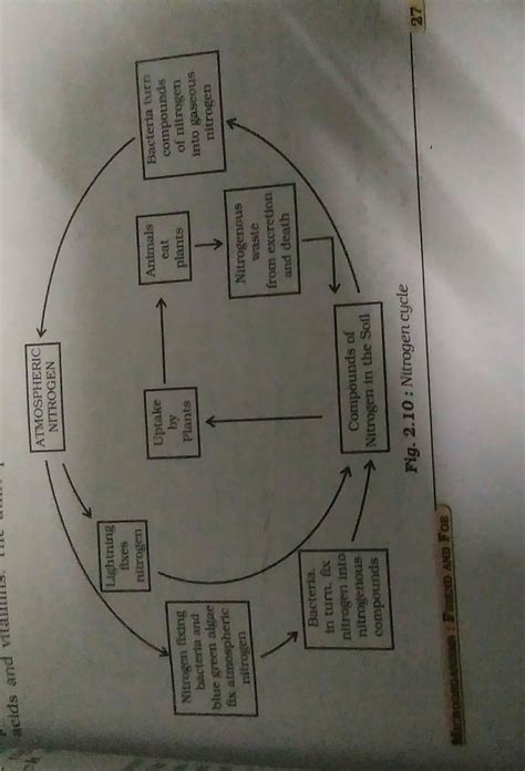 Draw A Schematic Representation Of Nitrogen Cycle In Nature Circuit Diagram