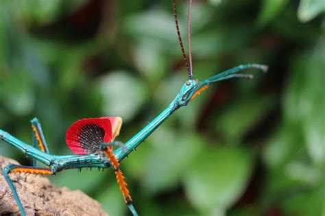 Phasme Bleu à Ailes Rouges De Madagascar Phasme Animaux Insectes