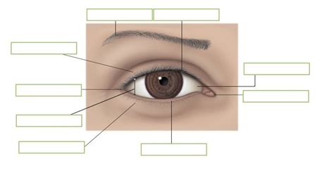Accessory Eye Structures Diagram Quizlet
