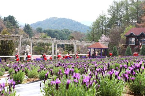Herb Island Lavender Festival 허브아일랜드 라벤더축제 Festivals Korea Travel And Tourism Information