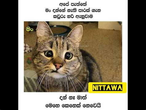 Politics Sinhala Fb Jokes