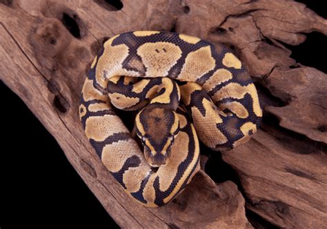 Fire Ball Python Care Genetics Breeding Price More Reptiles