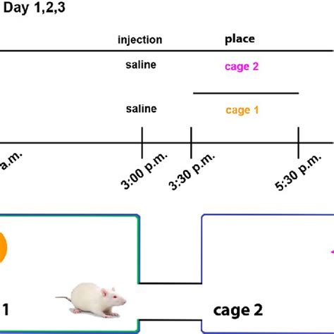 Overview Of The Conditioned Place Preference Test The Upper Left Panel Download Scientific