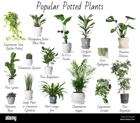 Names Of Plants With Pictures Non Flowering House Plants With Names
