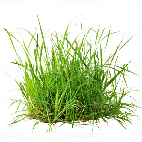 Floated Grass Lawn Isolate On Transparency Background 51964696 Png