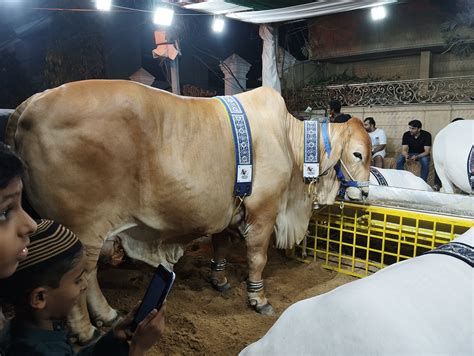 Karac Karachi Sohrab Goth Cow Mandi Bakra Eid In Pakistan