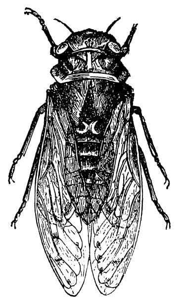 Best Cicada Illustrations Royalty Free Vector Graphics And Clip Art Istock
