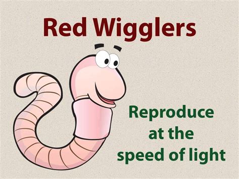 Different Types Of Compost And The Value Of Vermicompost Youtube