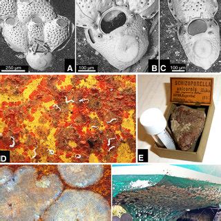 Pdf First Occurrence Of The Non Native Bryozoan Schizoporella