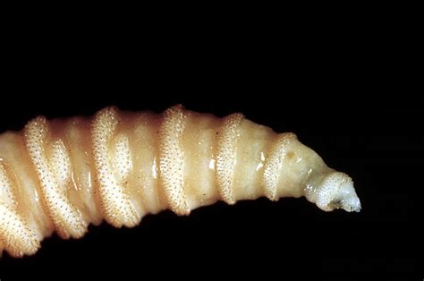 Flesh Eating Screwworm Infection Confirmed In South Texas Usda Says