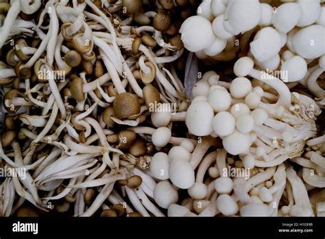 White Alba Clamshell Or Hon Shimeji Or Beech Mushrooms At Farmers