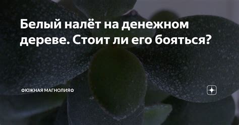 Белый налёт на денежном дереве Стоит ли его бояться Южная магнолия