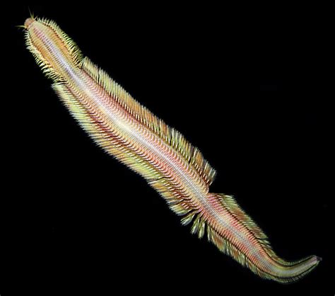 Marine Biologists Discover Remarkable New Species Of Deep Sea Worm A