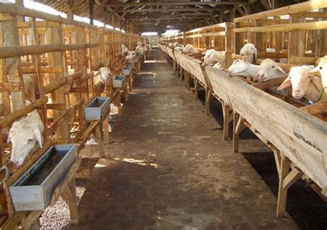 Cara Ternak Kambing Modern Dengan Pakan Buatan Tanpa Ngarit Flora Dan