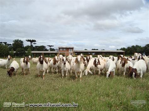 CAPRINOS DA RAÇA BOER Animais Ovinos Caprinos CAPRINOS DA RAÇA BOER AN