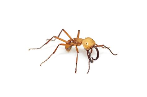 Army Ant Swarm
