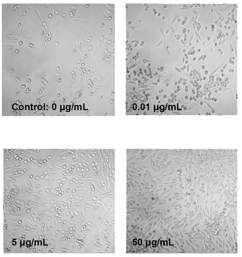 Recombinant Human Fibronectin