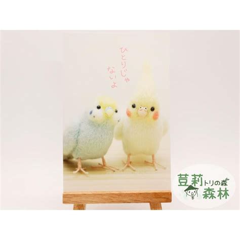 玄鳳鸚鵡羊毛氈的價格推薦 2022年7月 比價比個夠biggo