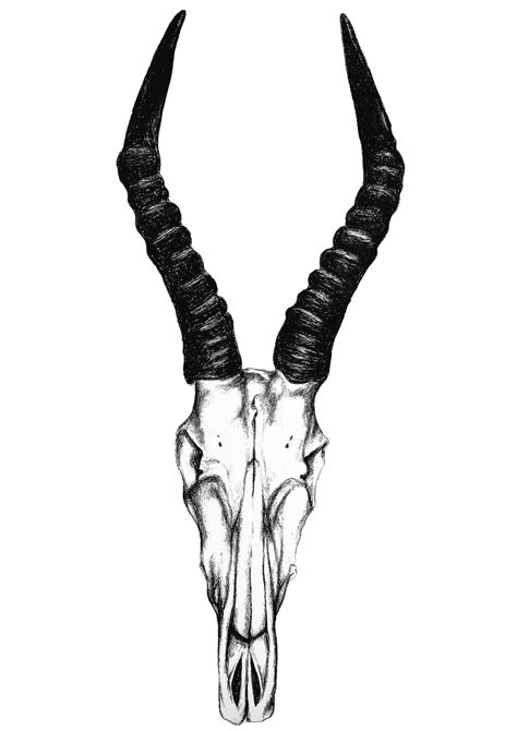 Blesbok Skull Print A3 Rudis Art And Design